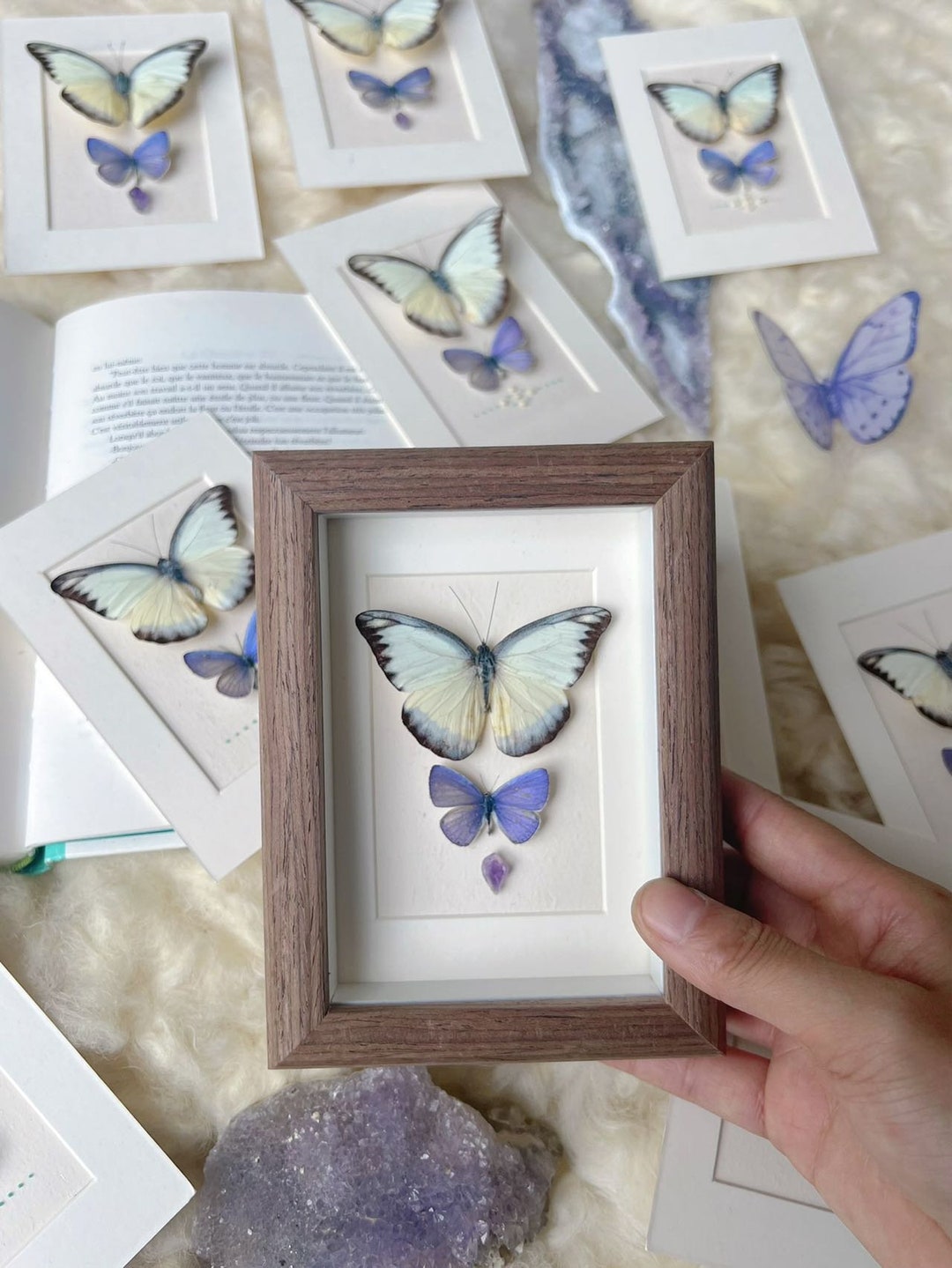 인섹트오페라하우스 Special offer, Original Butterfly in Frame,Butterfly Specimen ...