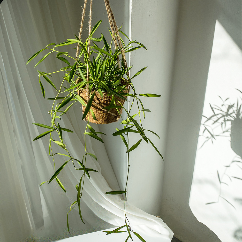 식물가게 초로기 키우기 쉬운 행잉플랜트 디시디아 필리핀 스파이더 호야썬라이즈 4종 인테리어 선물 위시버킷