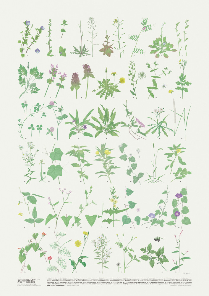 조용한여름 식물 일러스트 포스터 - 잡초도감 - 위시버킷